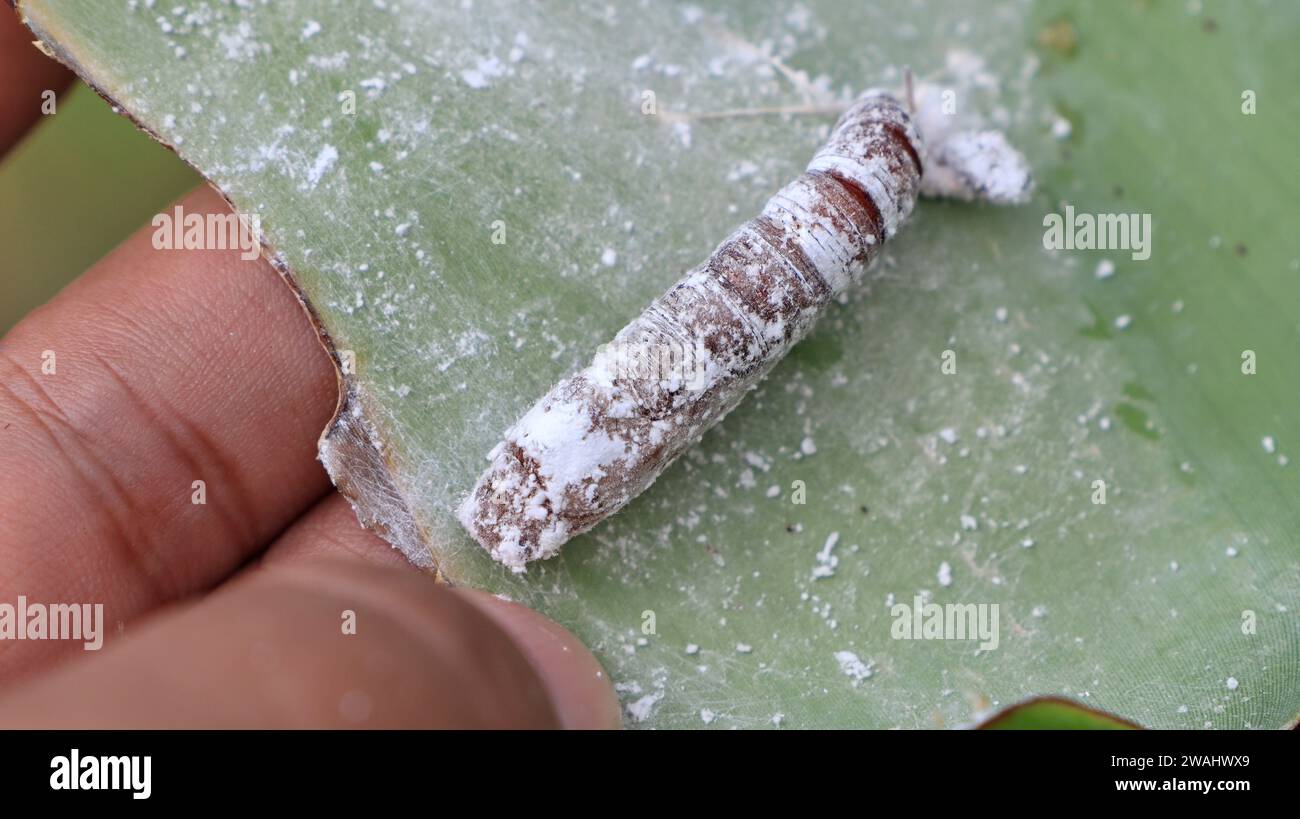 Pupa of Banana leaf roller (Erionota thrax) injure on banana leaf Stock ...