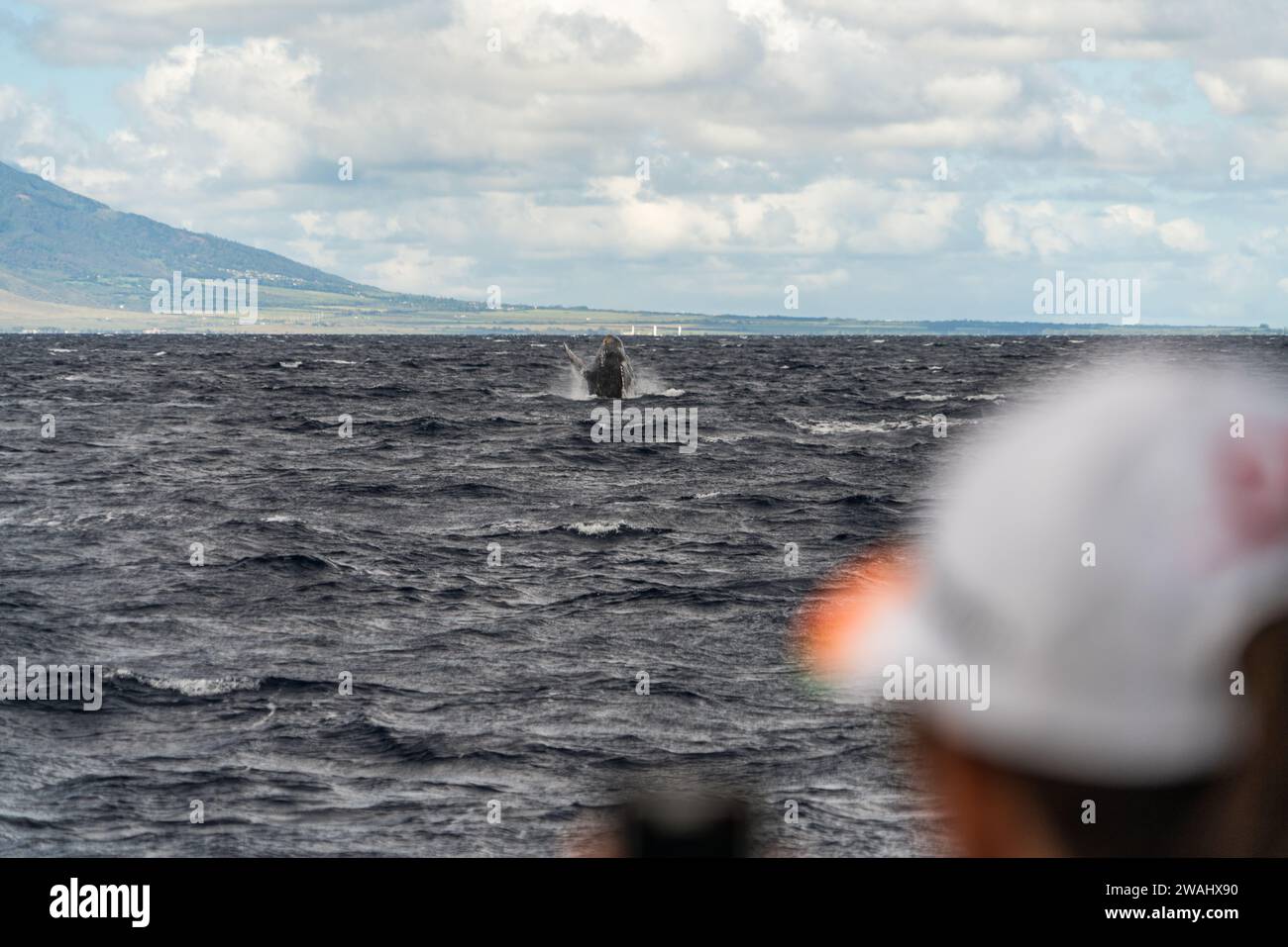 Spotted a humpback whale while sailing off the coast of Maui with Kai ...