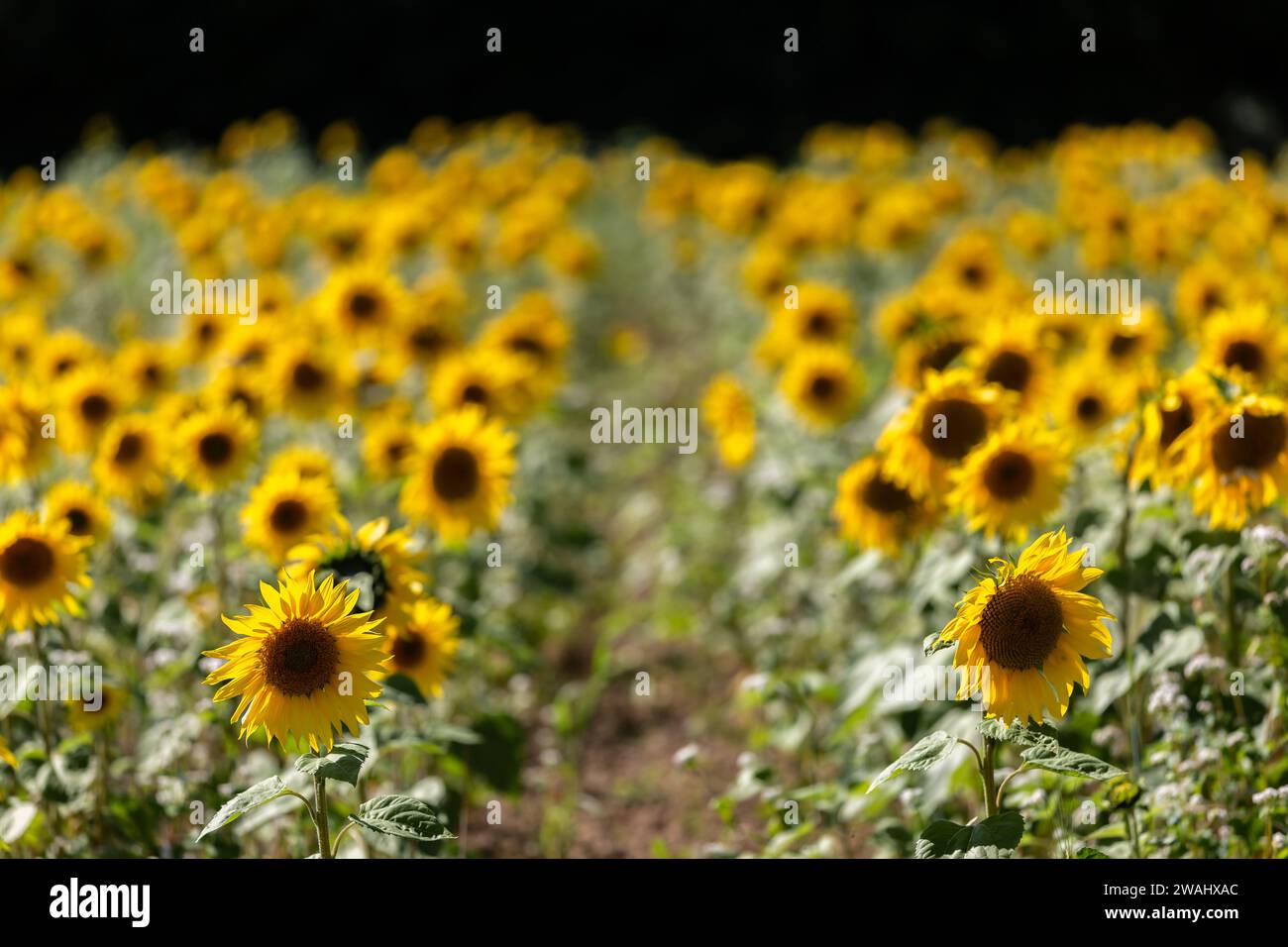 Path pathway through sunflowers hi-res stock photography and images - Alamy