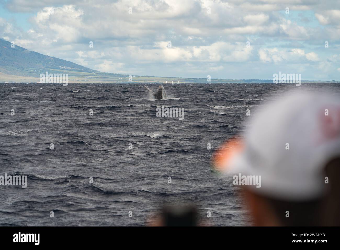 Spotted a humpback whale while sailing off the coast of Maui with Kai ...