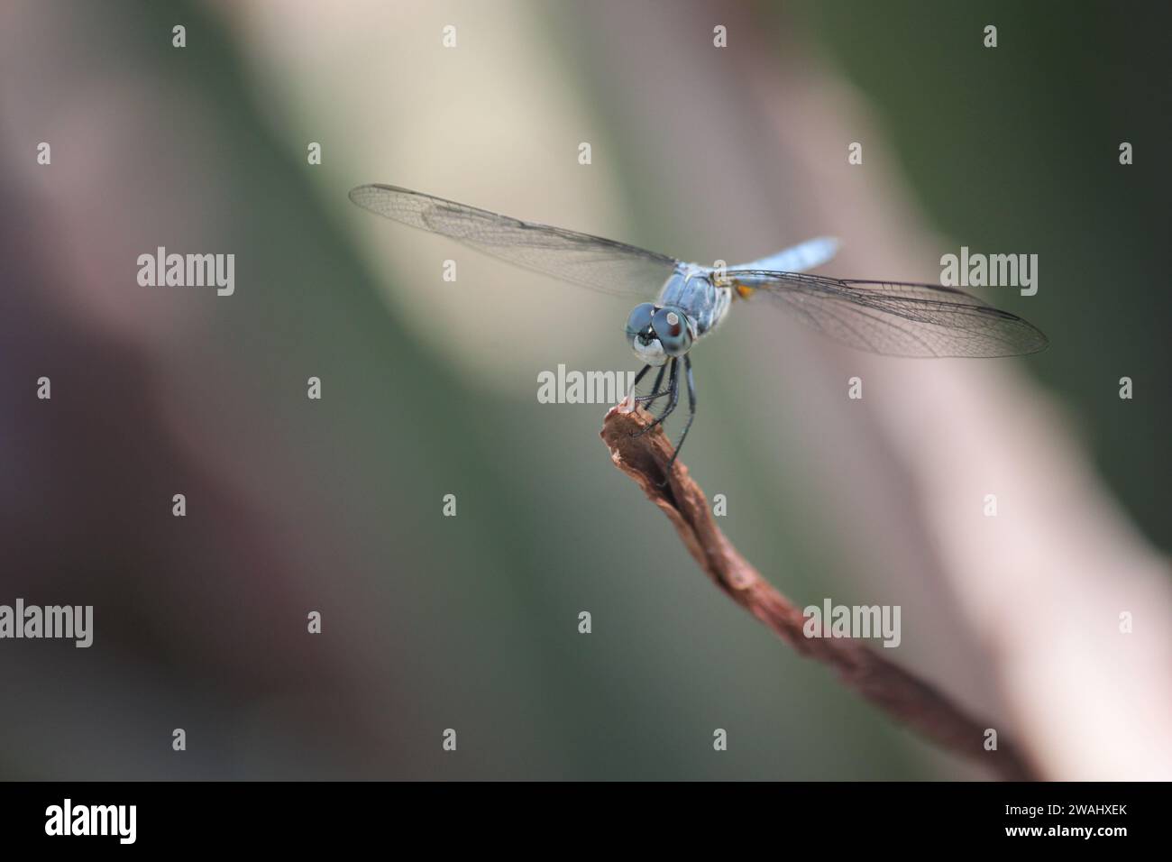 Wings facing forward hi-res stock photography and images - Alamy