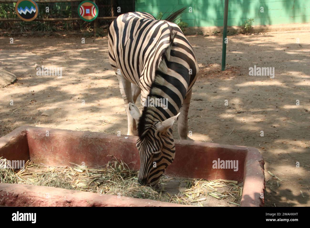 Zoological specimen hi-res stock photography and images - Alamy