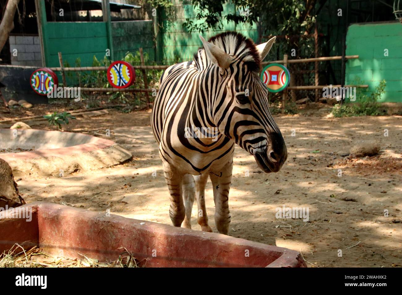 Portrait of zebras in the zoo. Nice specimen of zebra taken in a large ...
