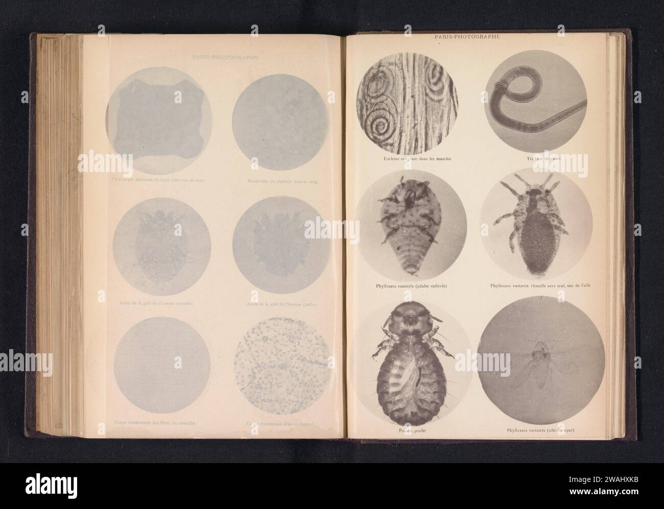 Paper under microscope hi-res stock photography and images - Alamy