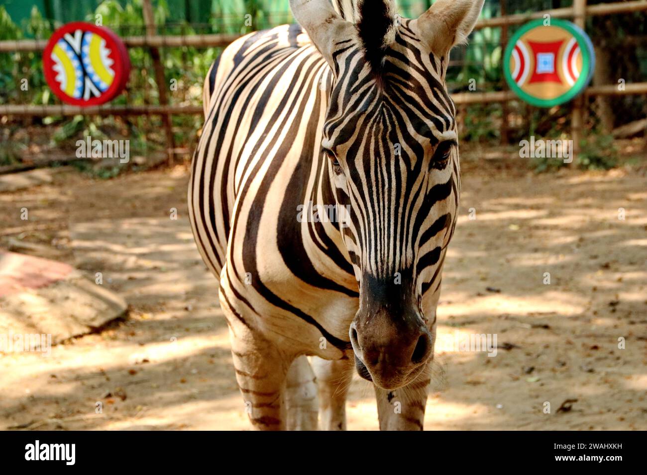 Portrait of zebras in the zoo. Nice specimen of zebra taken in a large ...