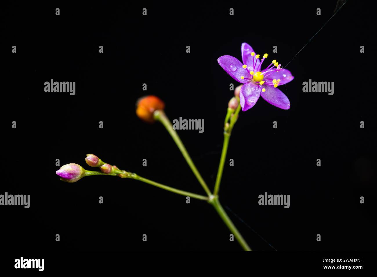 Talinum paniculatum or Jewels of Opar Stock Photo - Alamy