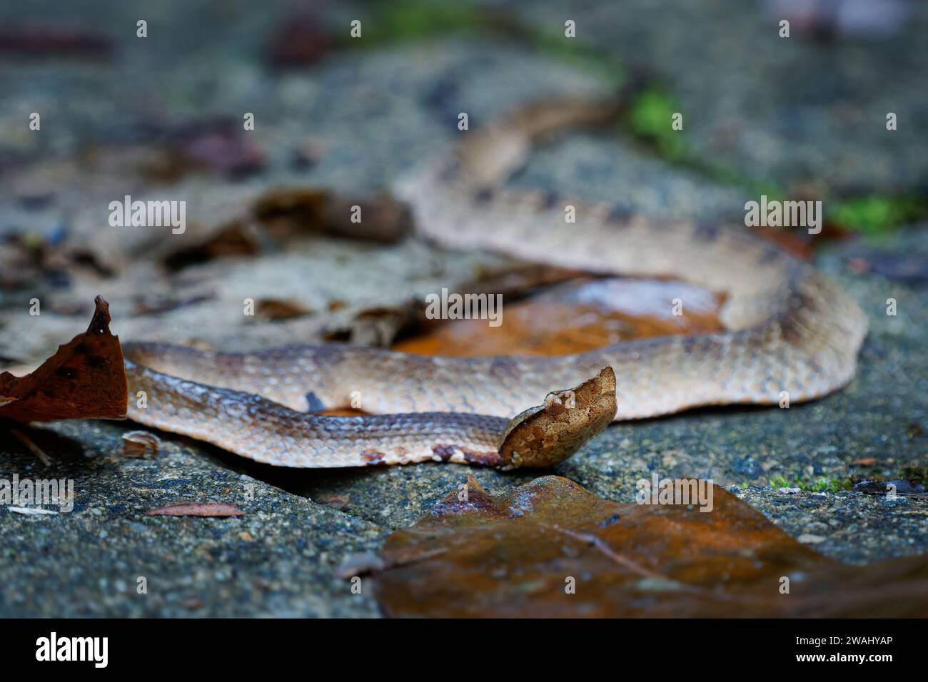 Hump-nosed pit viper (Hypnale zara), in lowlands, venomous brown snake ...