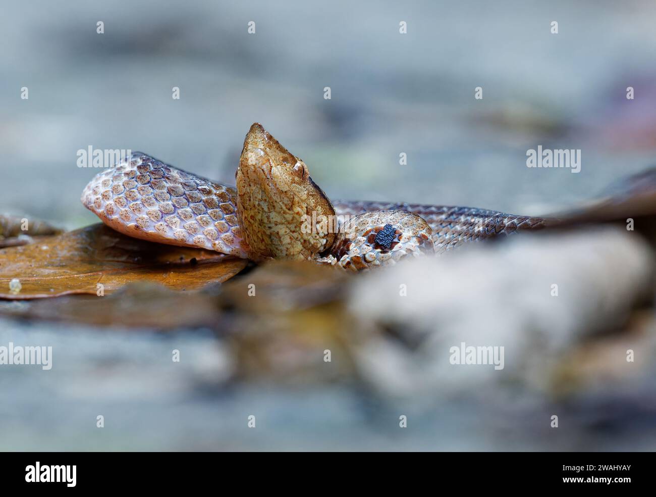 Hump-nosed pit viper (Hypnale zara), in lowlands, venomous brown snake ...