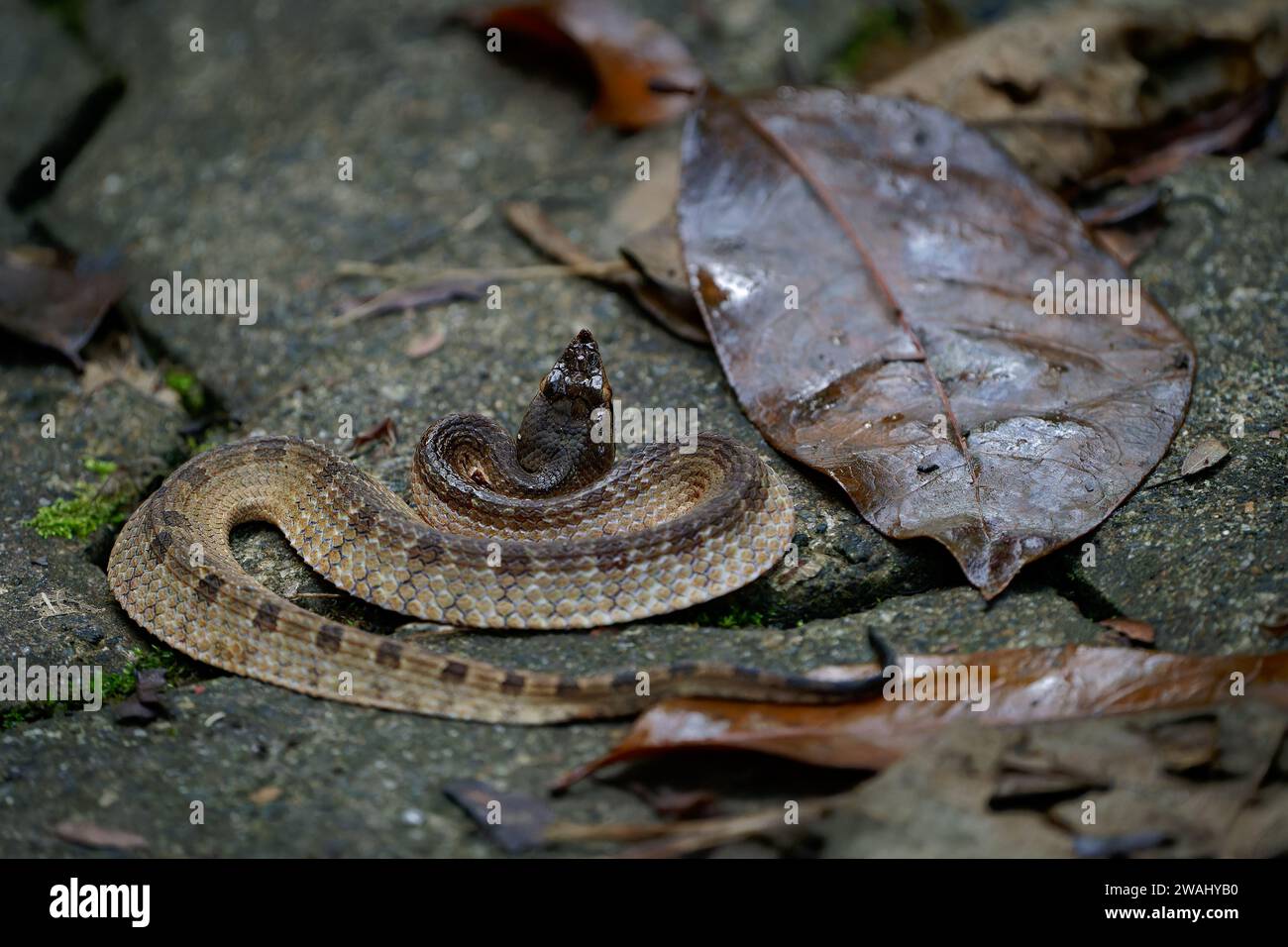 Hump-nosed pit viper (Hypnale zara), in lowlands, venomous brown snake ...