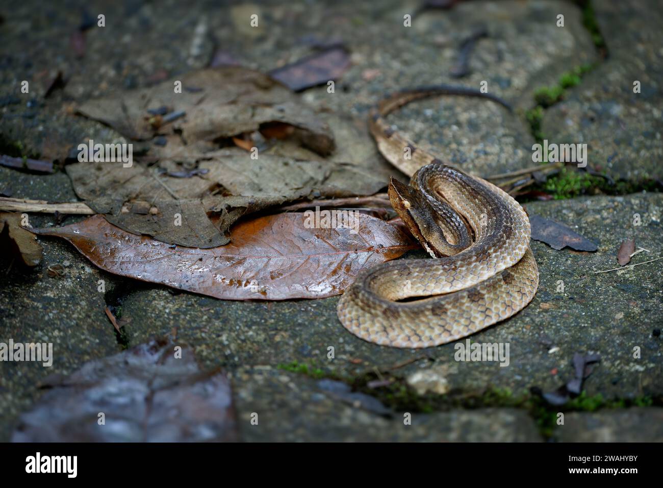 Hump-nosed pit viper (Hypnale zara), in lowlands, venomous brown snake ...