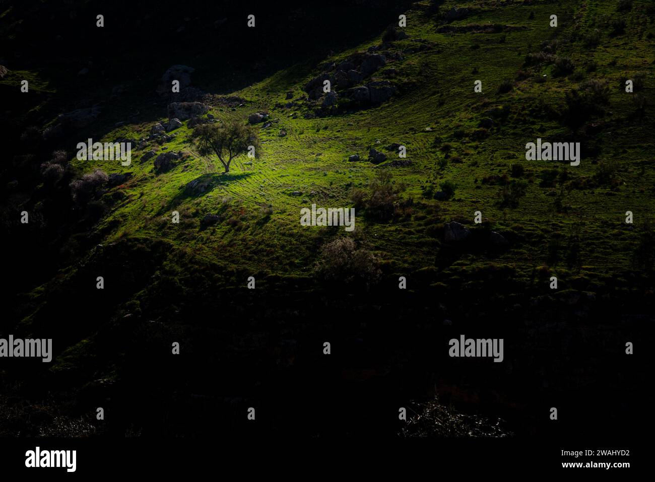 Tree cliff outline hi-res stock photography and images - Alamy