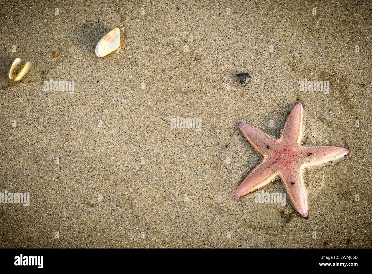 Faune marine animal de plage hi-res stock photography and images - Alamy