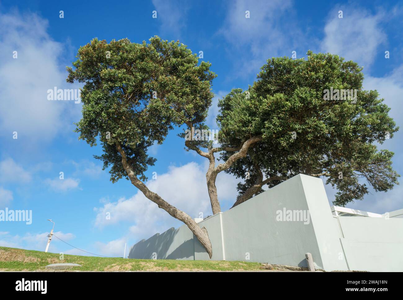 Fence built around the branches of a big Pohutukawa tree Stock Photo ...