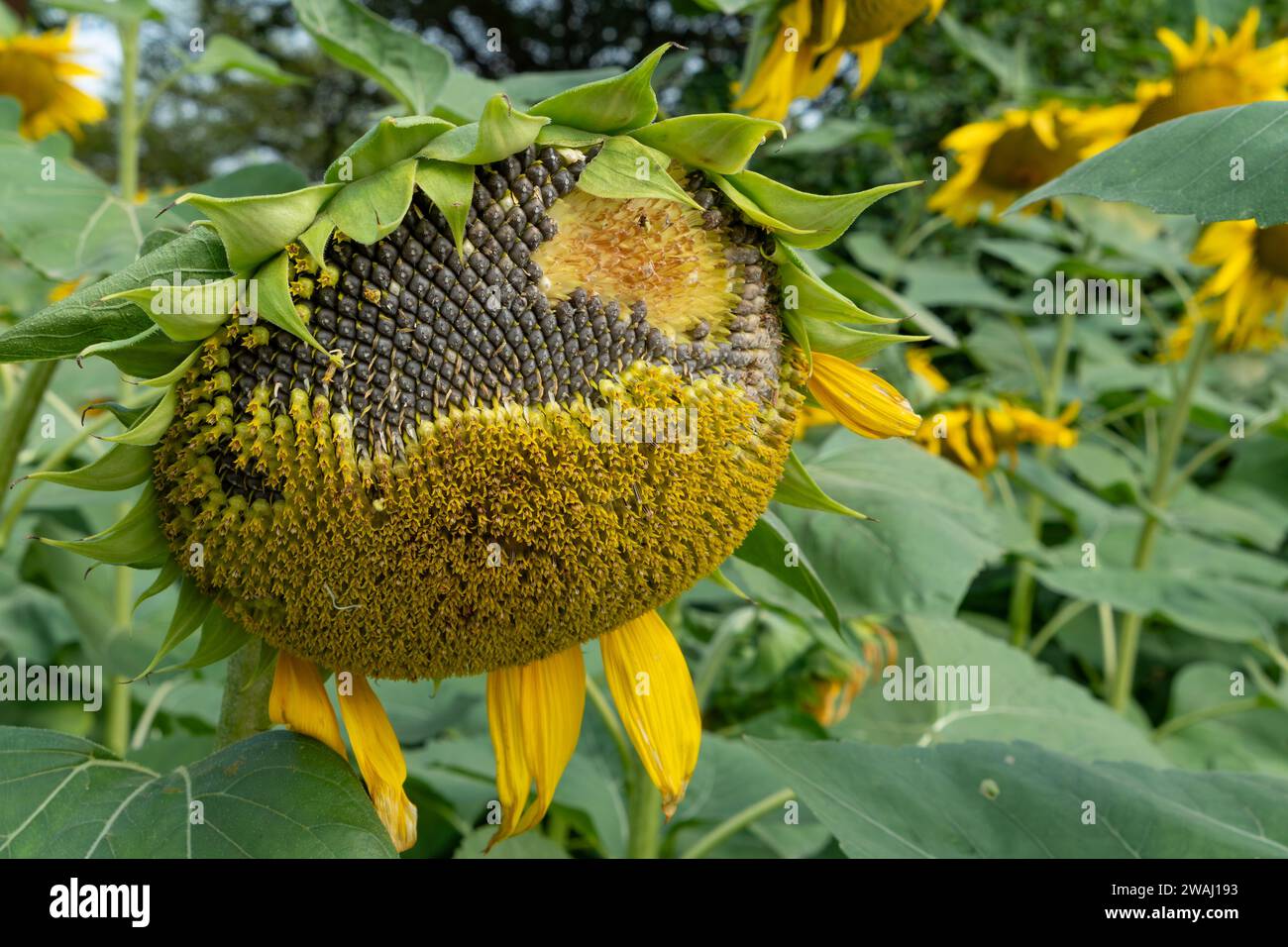 Sunflower field faded hi-res stock photography and images - Alamy