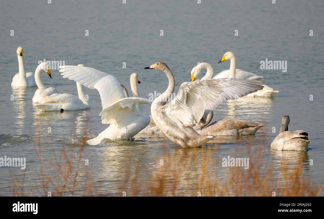 YUNCHENG, CHINA - JANUARY 5, 2024 - Swans play in an important habitat ...