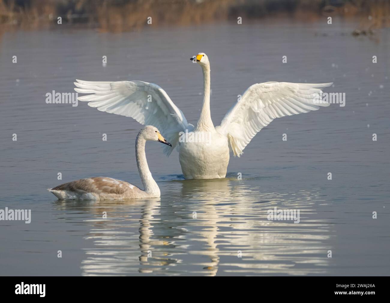 YUNCHENG, CHINA - JANUARY 5, 2024 - Swans play in an important habitat ...