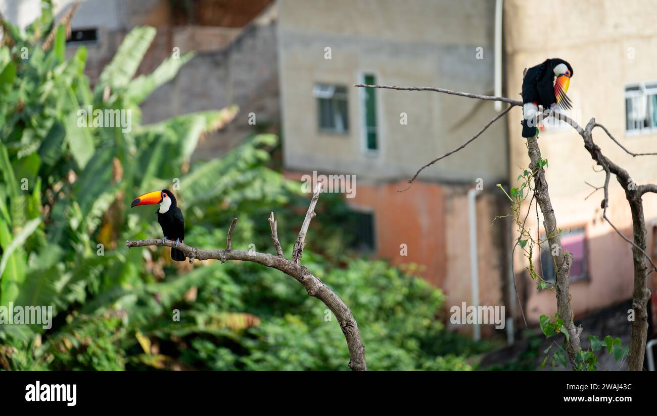 Two toucans resting on branches in a tropical setting Stock Photo - Alamy