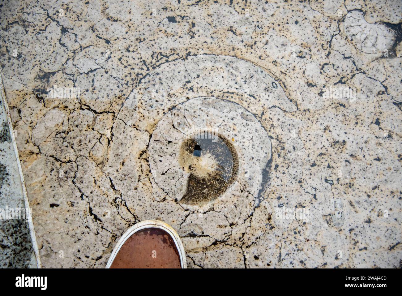 Ammonite Fossils in Floor Tiles Stock Photo - Alamy