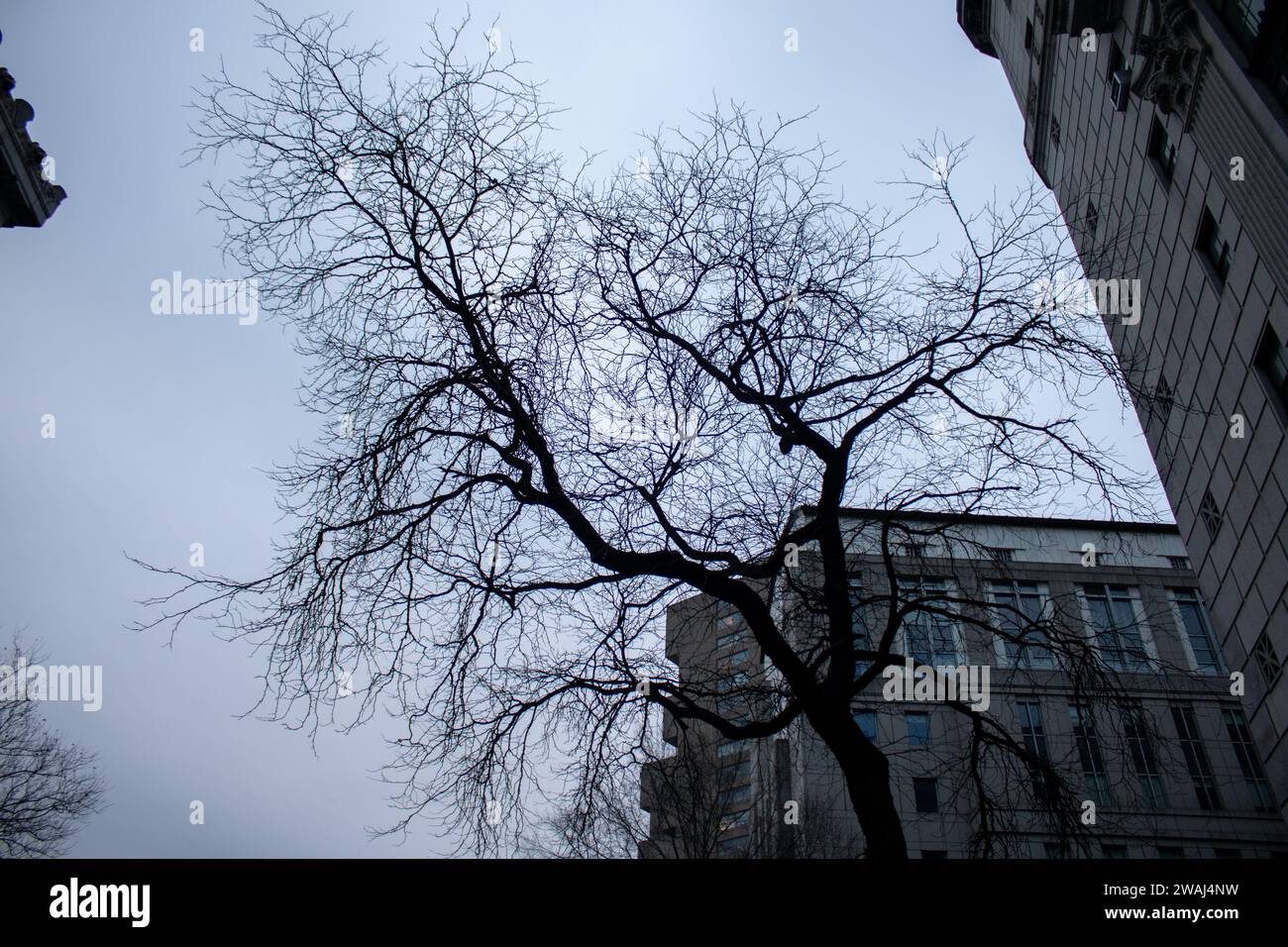 A city street, with a single tree in the middle of the road surrounded ...