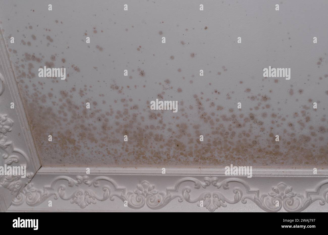 mold, fungus on the ceiling due to dampness Stock Photo - Alamy