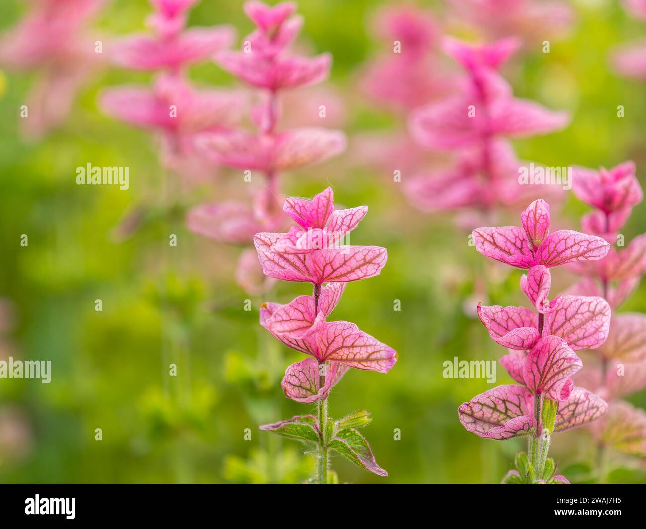 Salvia pink flowers with green leaves Blossom, medicinal plant in ...