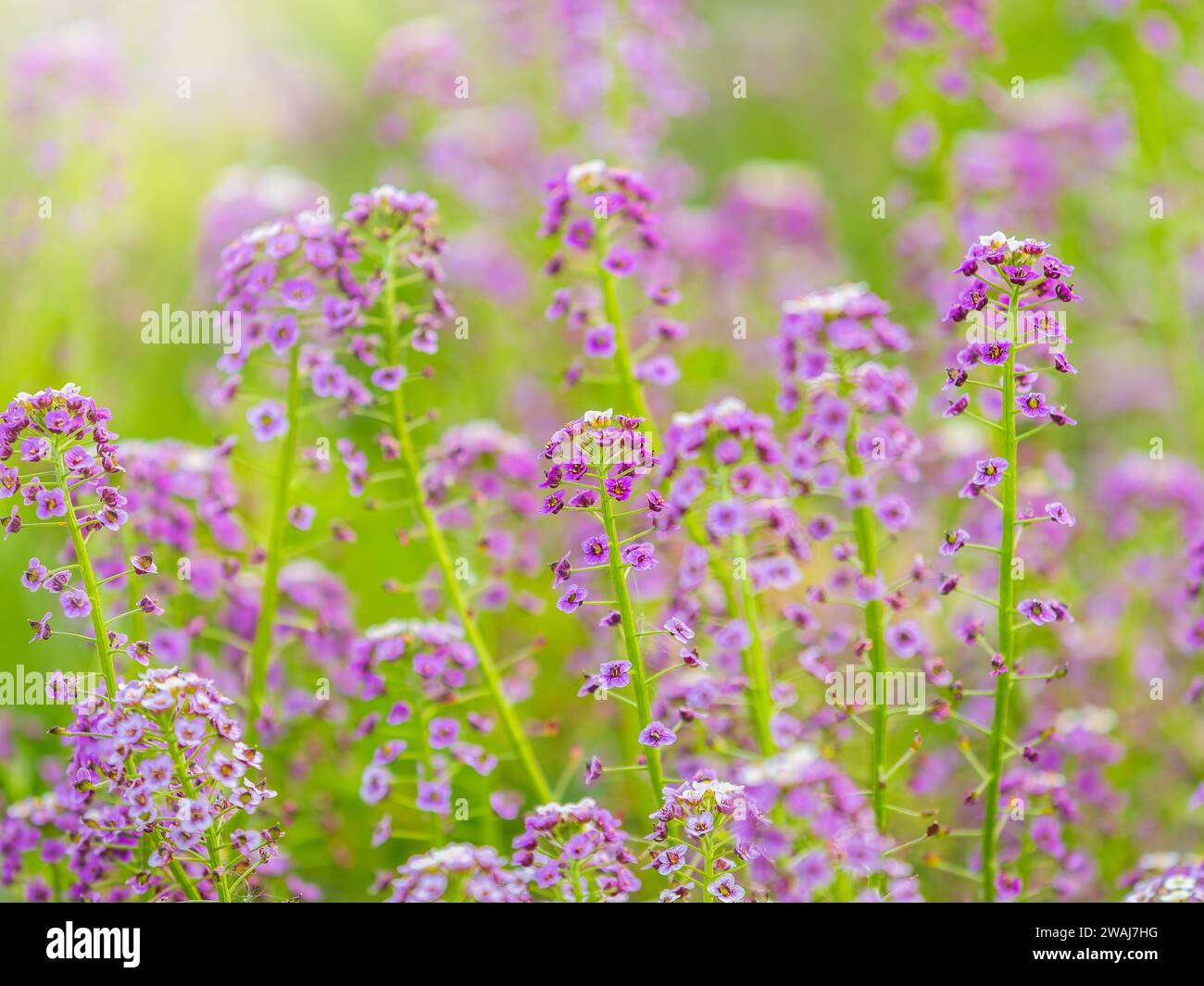 Verbena bonariensis flowers, Argentinian Vervain or Purpletop Vervain ...