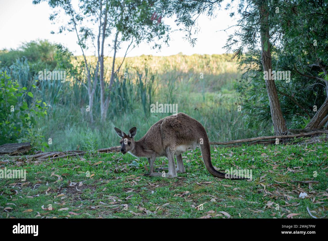 Yanchep-Nationalpark Yanchep, Australia, Yanchep Nationalpark, 03 ...