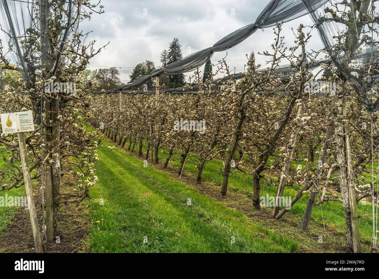 Conference pear tree hi-res stock photography and images - Alamy
