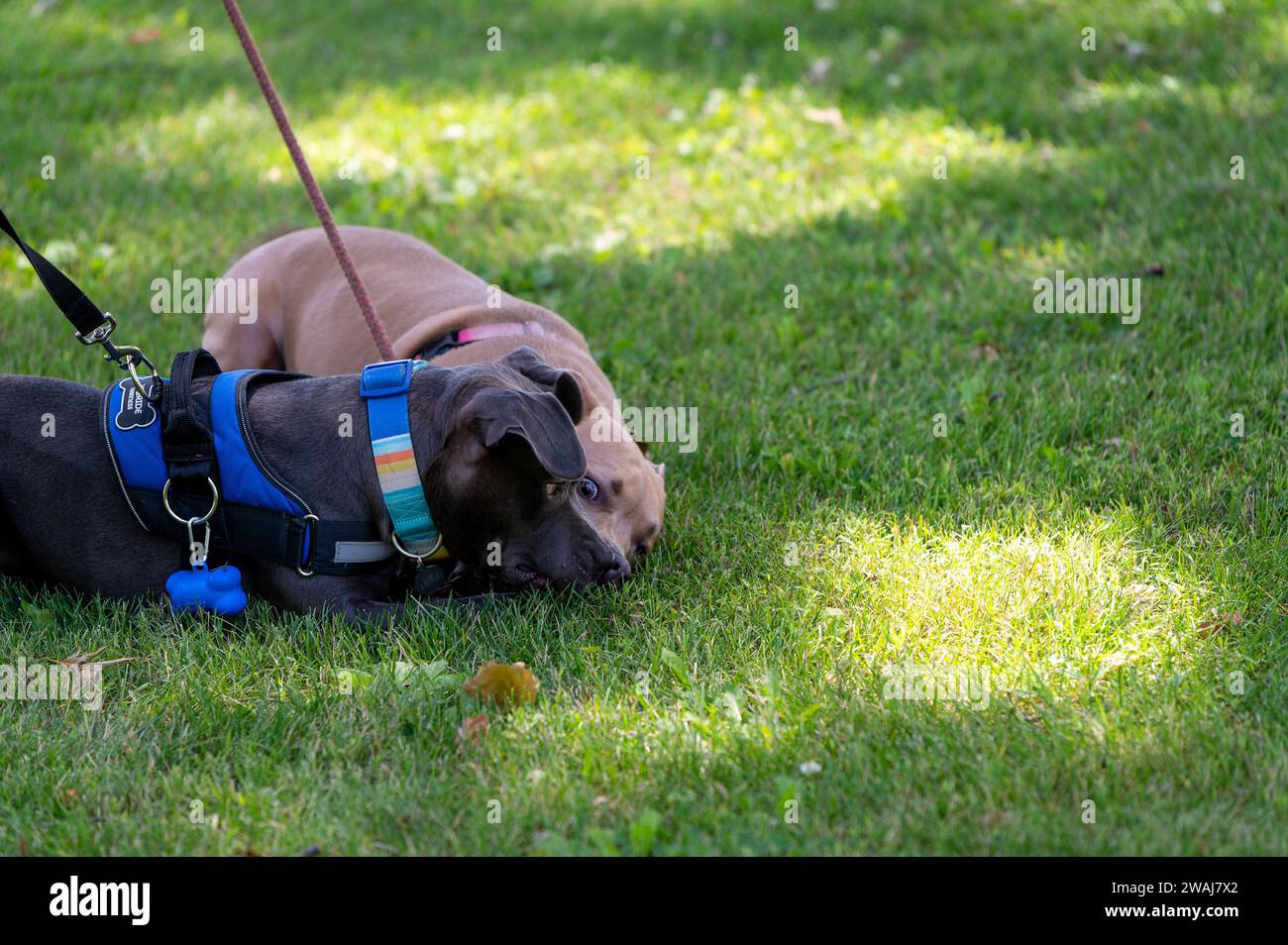 The two domesticated dogs contentedly laying together on lush, green ...
