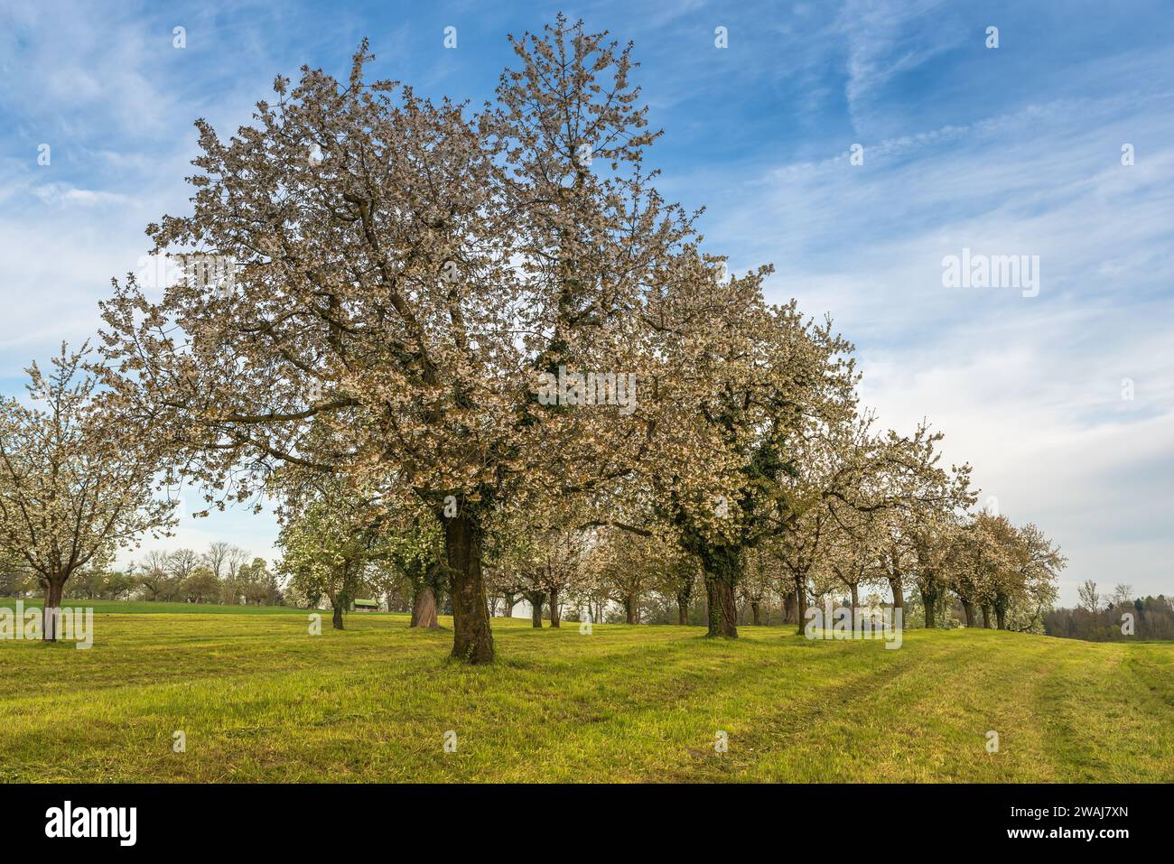 Flowering fruit trees on orchard meadow, Roggwil, Canton Thurgau ...