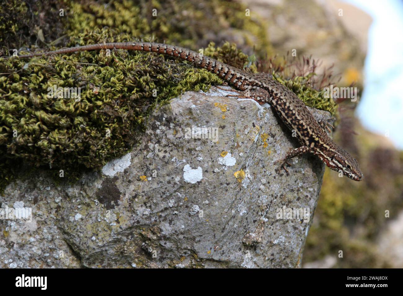 Patte pierre hi-res stock photography and images - Alamy