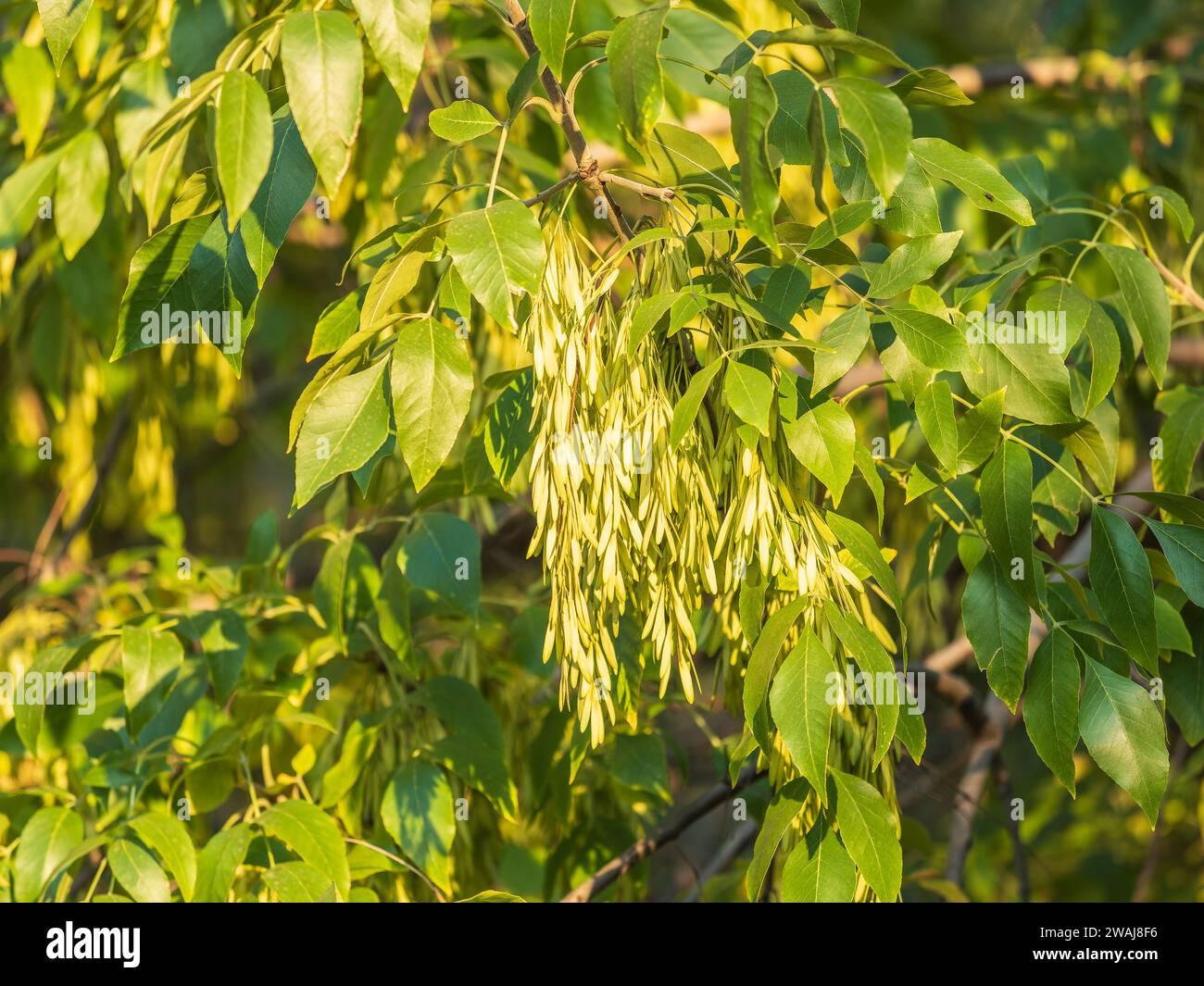 Close up of seeds of the ash, or European ash or common ash, Fraxinus ...