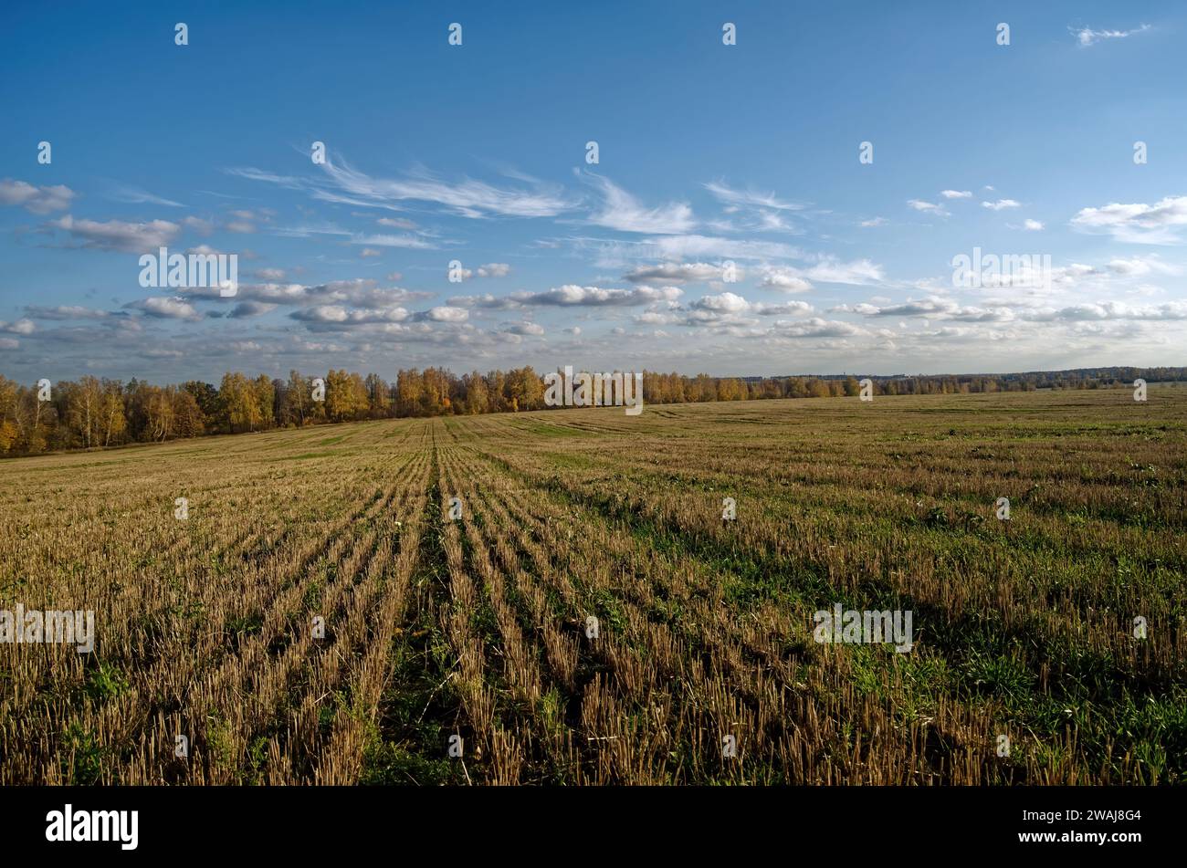 Cut wheat field on a clear day, Russia Stock Photo - Alamy