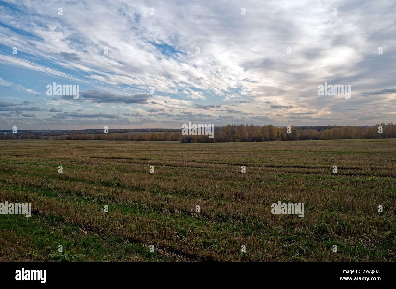 Cut wheat field on a clear day, Russia Stock Photo - Alamy