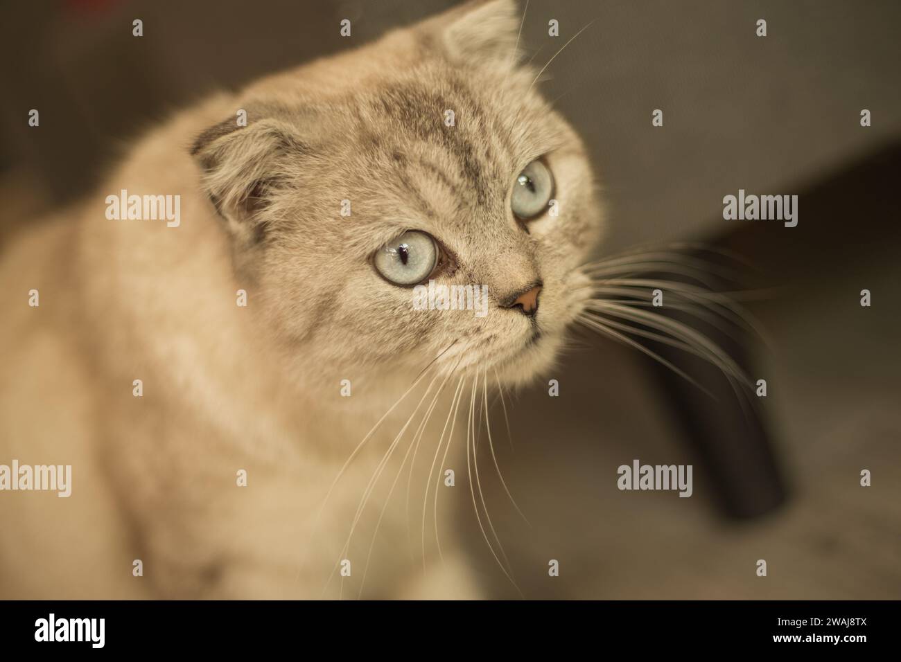 Cute inquisitive cat hi-res stock photography and images - Alamy