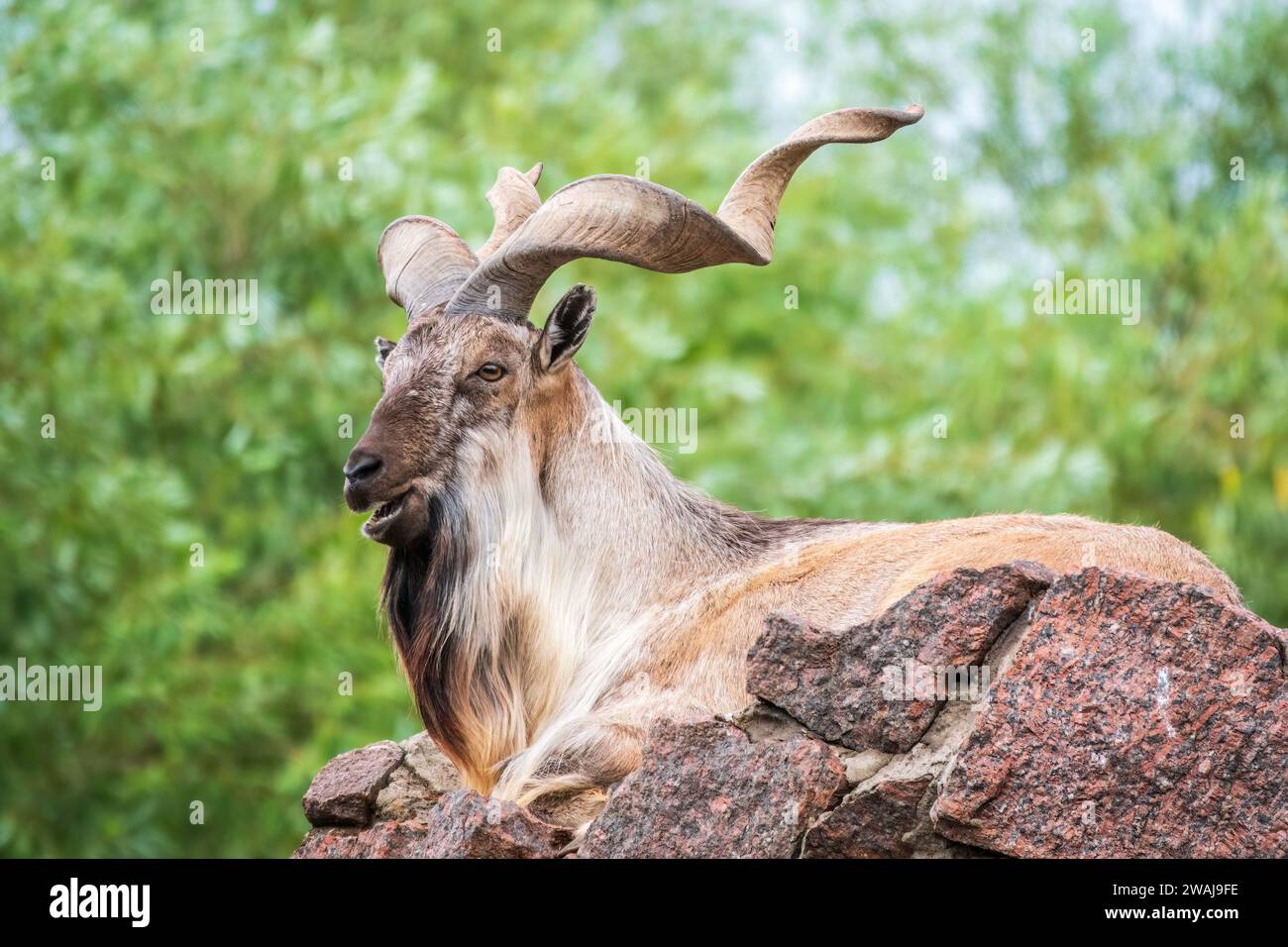 Close-up portrait of Markhor, Capra falconeri, wild goat native to ...