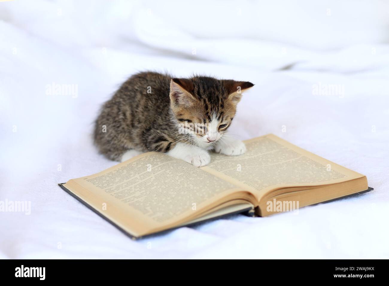 Reading kitten hi-res stock photography and images - Alamy