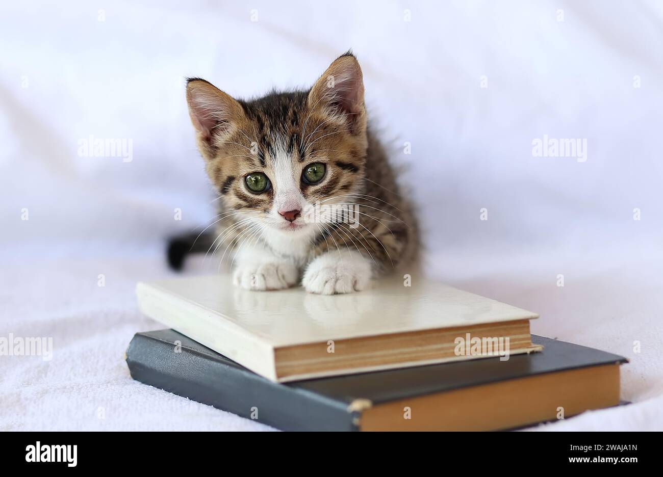 The kitten plays with the book. Striped tabby cat kitten with stack ...