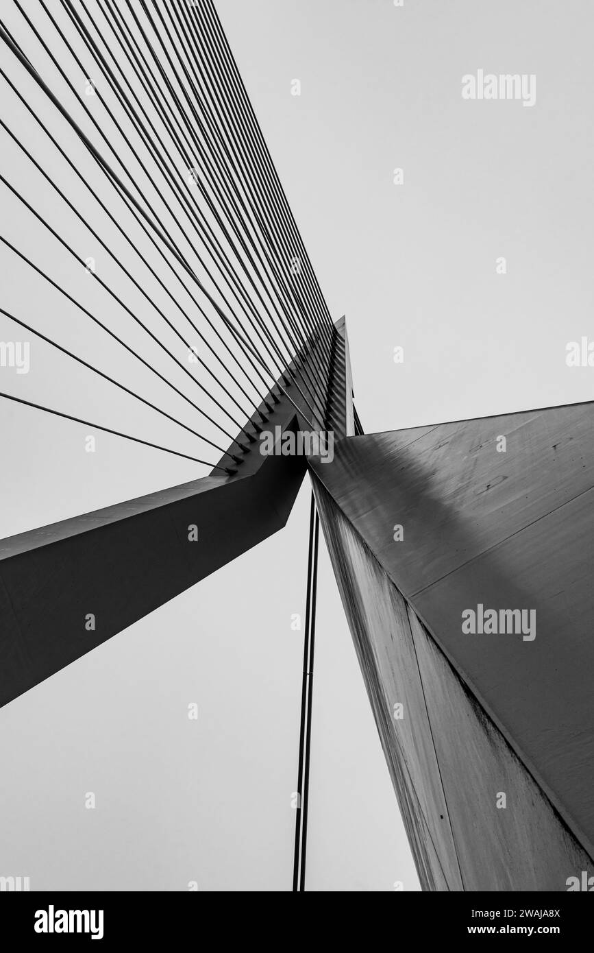 Black and white upward perspective of the Erasmus Bridge's cable ...