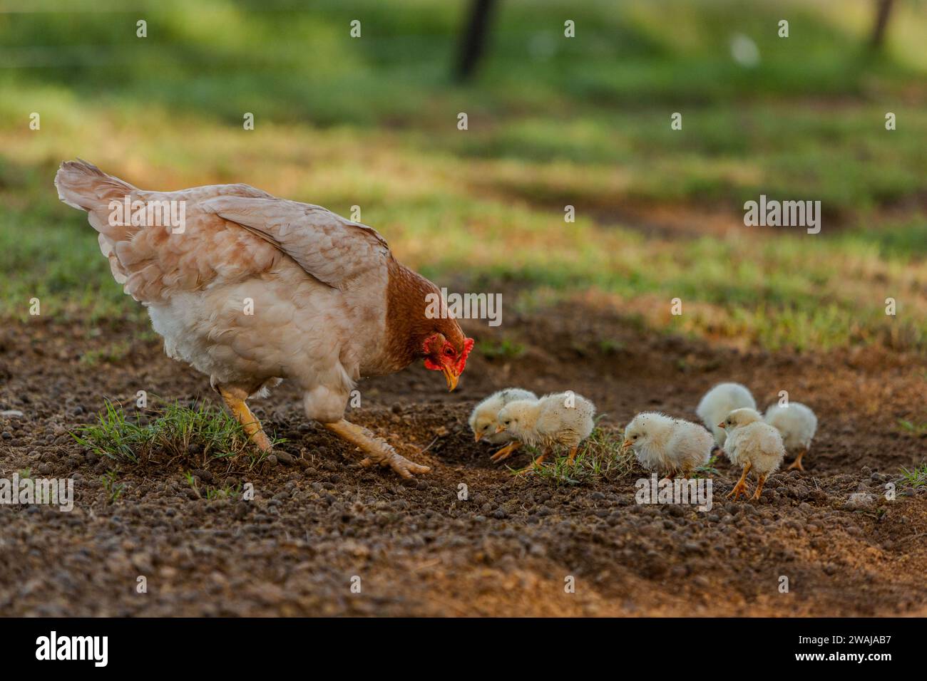 A watchful hen guides her brood of tiny chicks as they peck at the ...