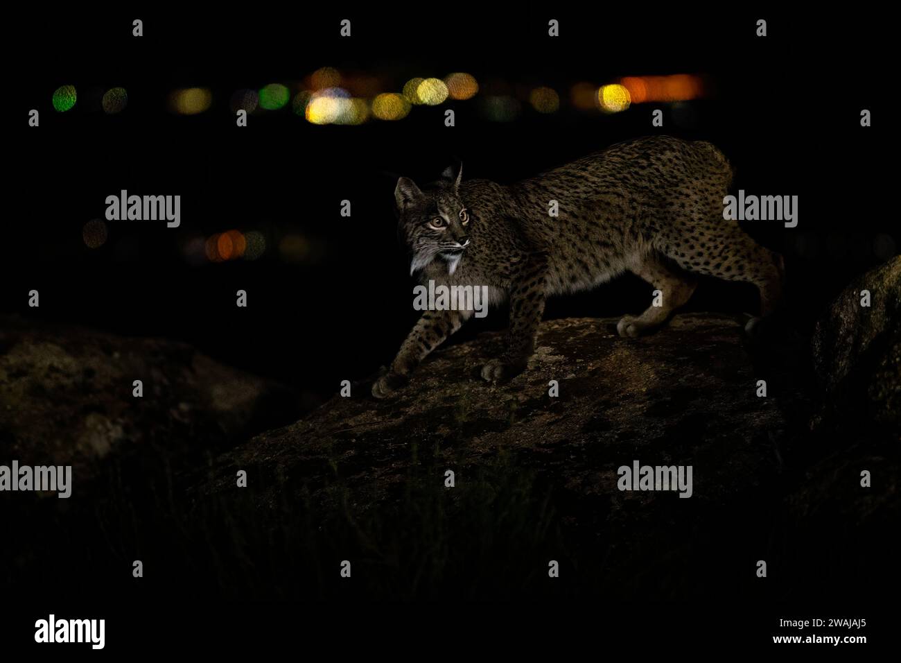 The Iberian Lynx prowls stealthily over a rocky terrain, with city ...