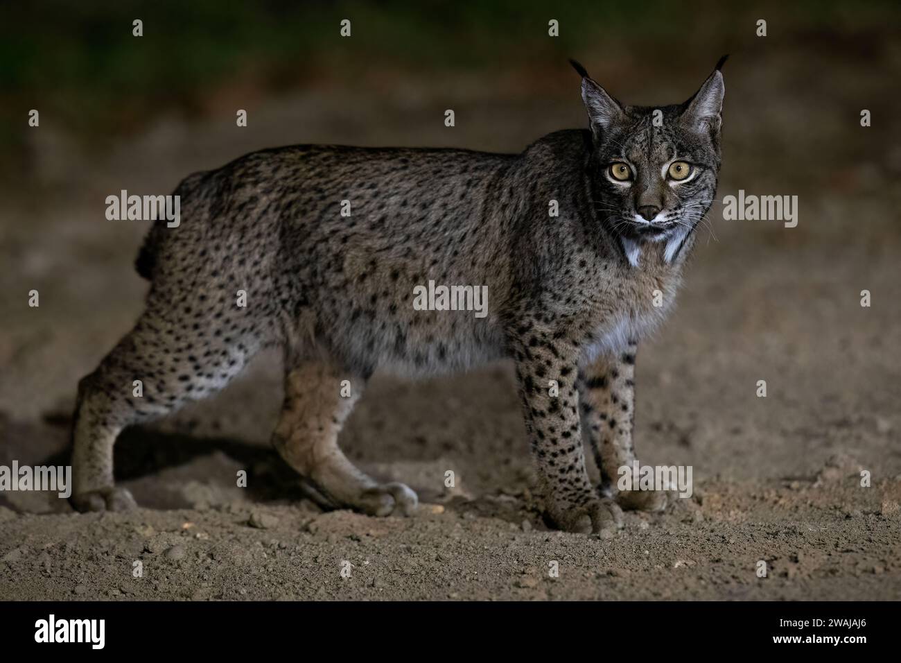 An alert Iberian Lynx stands on the sandy ground at night, its gaze ...