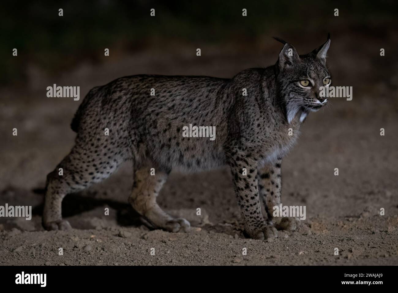 An alert Iberian Lynx stands on the sandy ground at night, its gaze ...