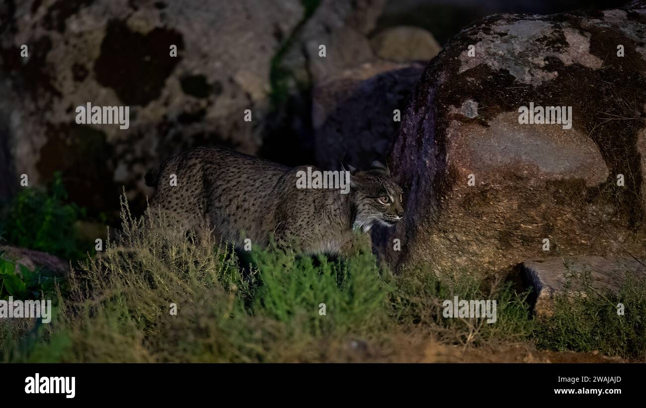 A solitary Iberian Lynx stealthily prowls through rocky terrain at ...