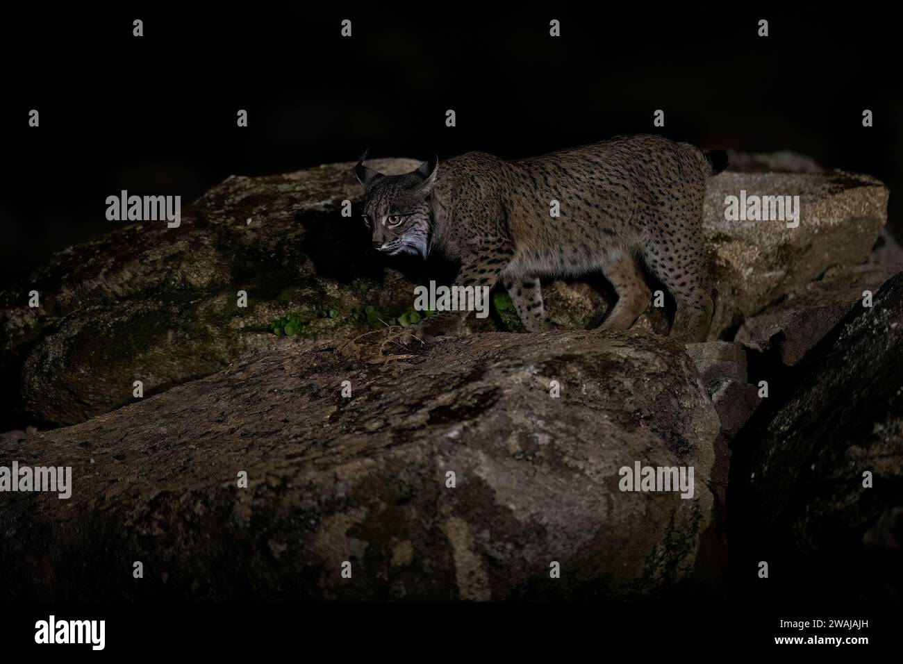 A solitary Iberian Lynx stealthily prowls through rocky terrain at ...