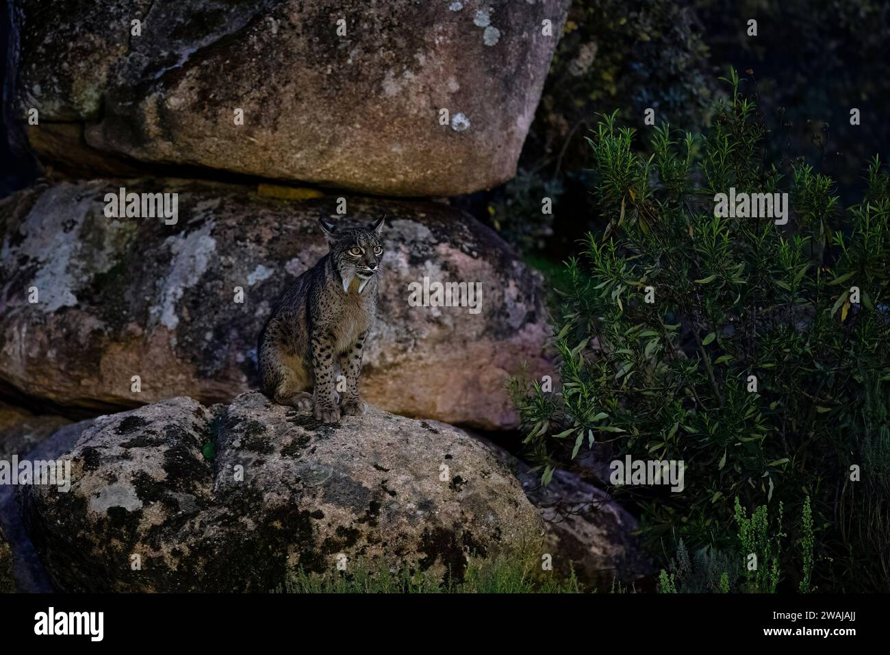 An Iberian Lynx stands sentinel on a mossy boulder at night, its ...