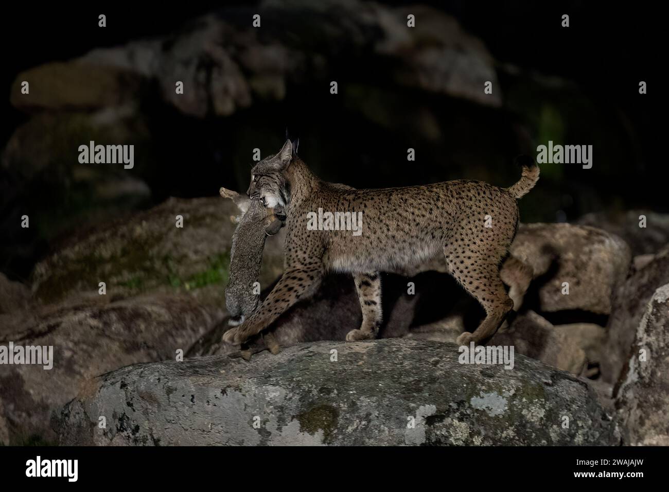 A proficient Iberian Lynx carries its catch across the rocks at night ...