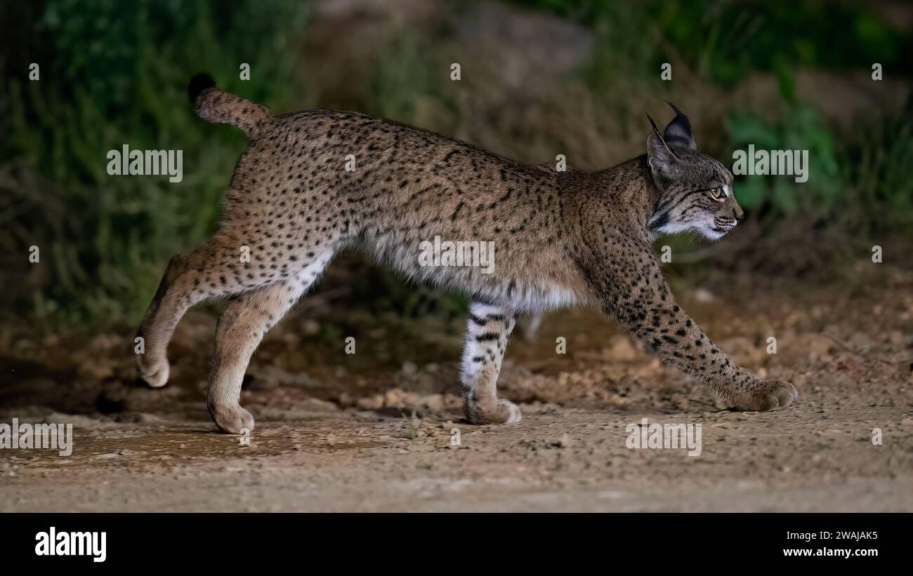 Lynx silhouette hi-res stock photography and images - Alamy