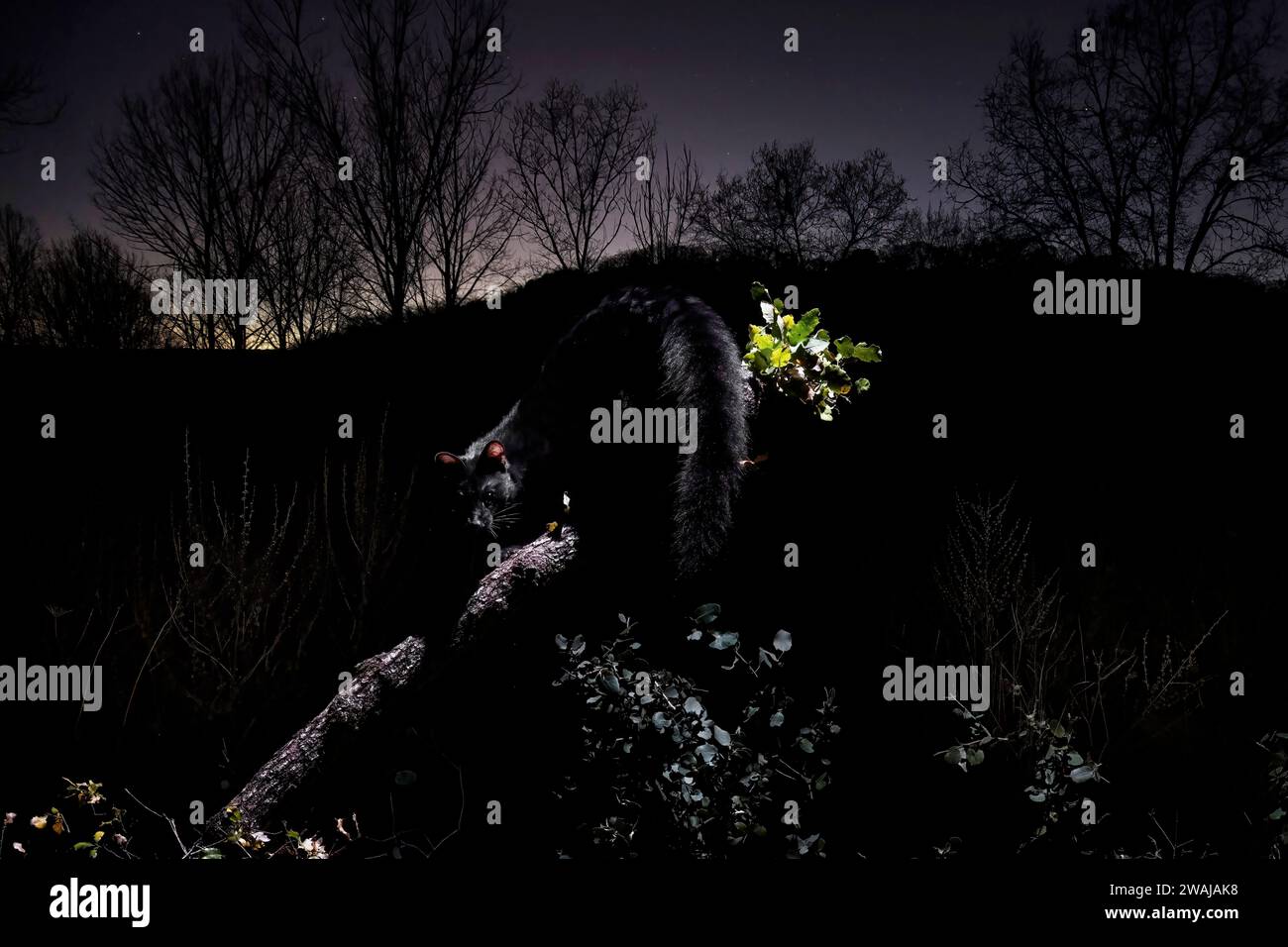 An elusive cat caught in a beam of light as it stealthily balances on ...