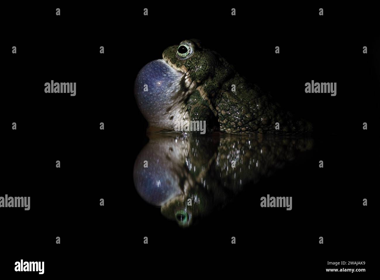 An image of a solitary toad with a swollen throat sac, mirrored in ...